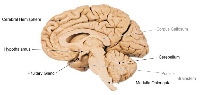 Real Brain Diagram