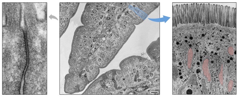 Villi And Microvilli Structure