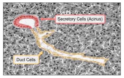 Exocrine Gland Structure