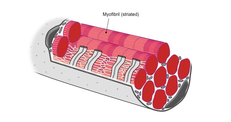Skeletal Muscle Fiber Diagram Labeled